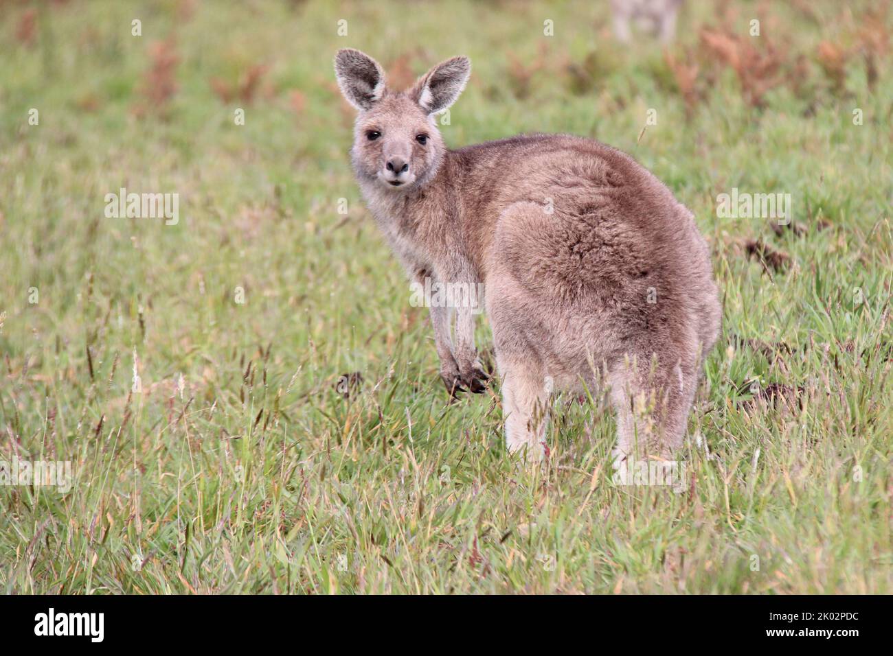 wild kangaroo in australia Stock Photo - Alamy