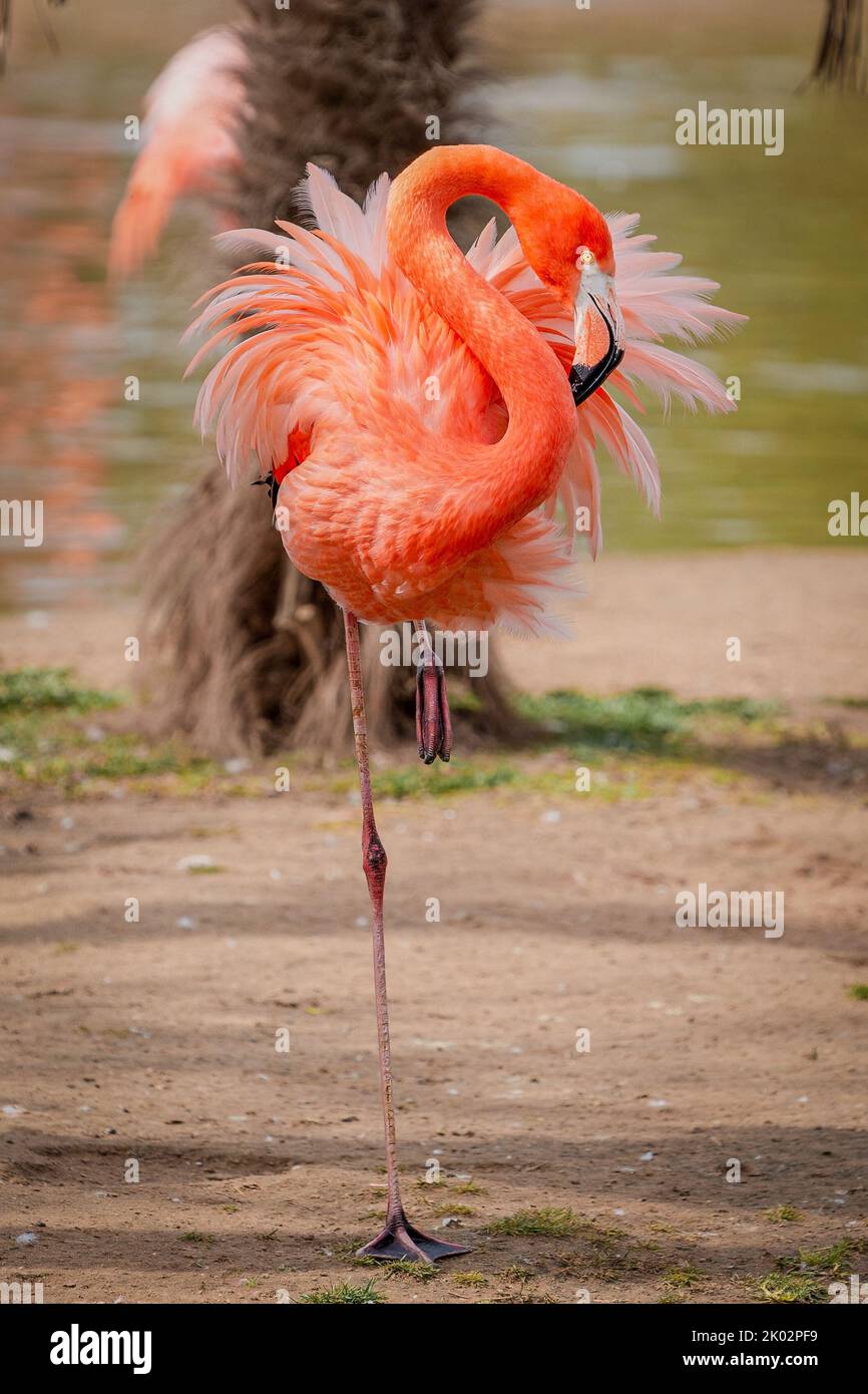 A vertical shot of a pink Caribbean flamingo on one leg preening Stock ...