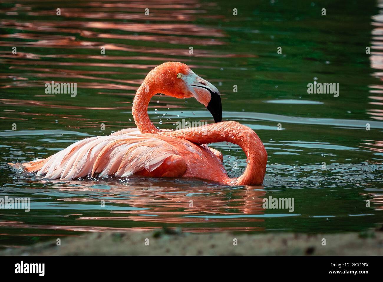 A Pink Caribbean flamingo bathing in the water during daytime Stock ...