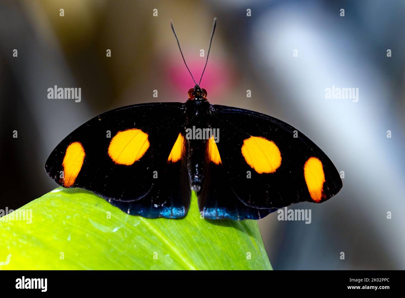 A macro of a Grecian shoemaker butterfly Stock Photo - Alamy