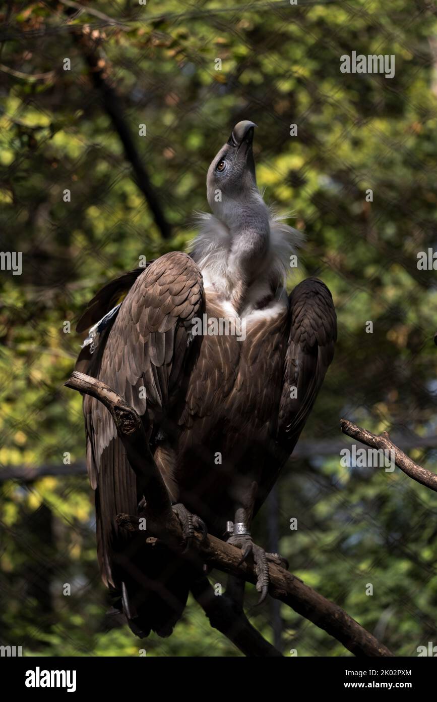 A vertical closeup of a majestic griffon vulture bird on a tree branch ...