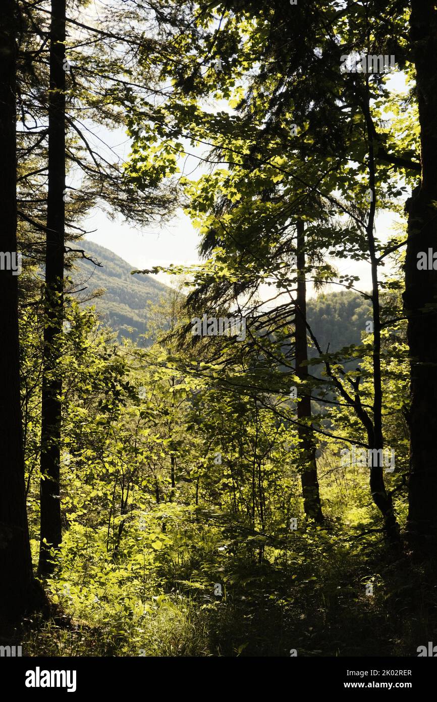 A vertical shot of trees on a forest Stock Photo - Alamy