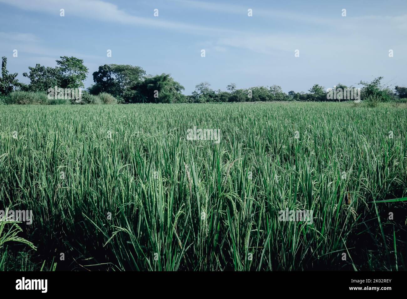 A beautiful view of grass in a field on a sunny day Stock Photo - Alamy