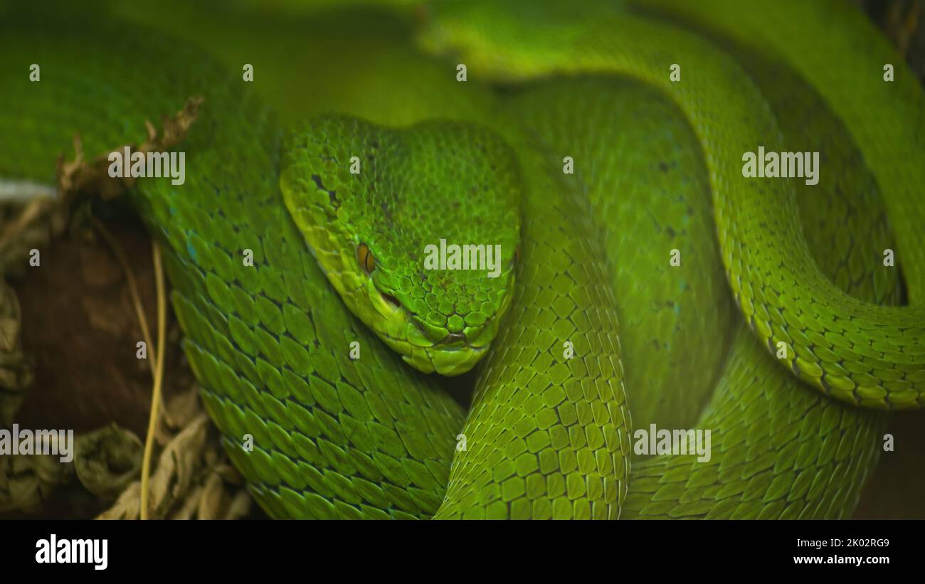 A closeup shot of a green Trimeresurus insularis snake in Chengdu Zoo ...