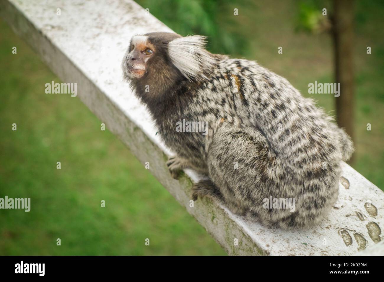 A Common marmoset - Brazilian monkey sitting on the top of horizontal ...