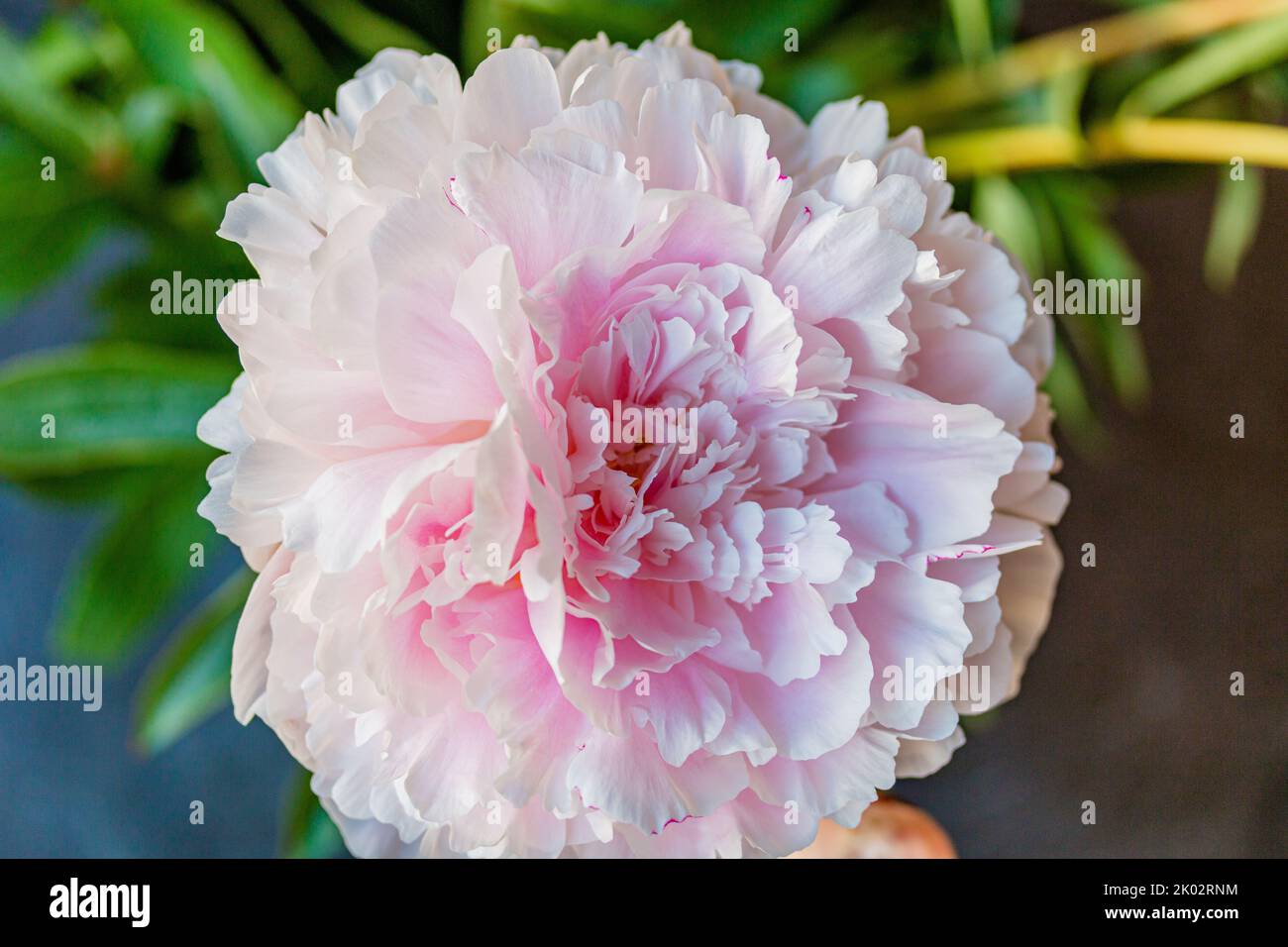 Pioen rose in our living room in the Netherlands. High quality photo ...