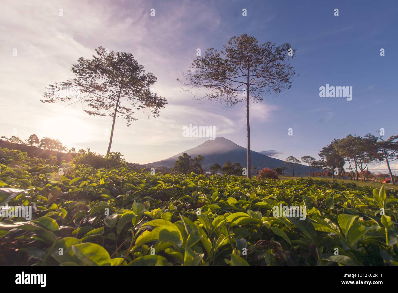 The Tambi Tea Gardens with mount Sundoro in the background in Wonosobo ...