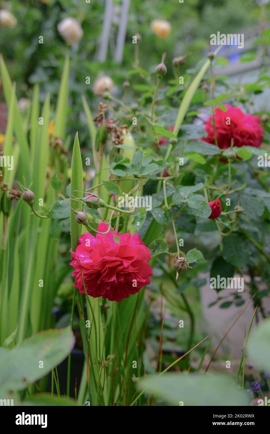A vertical closeup of pink roses covered with waterdrops glowing in a ...