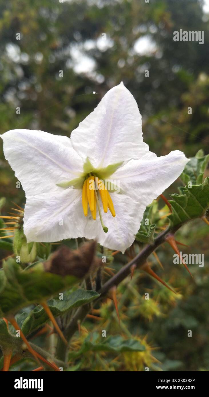 Sticky nightshade flowers - Latin name - Solanum sisymbriifolium Stock ...