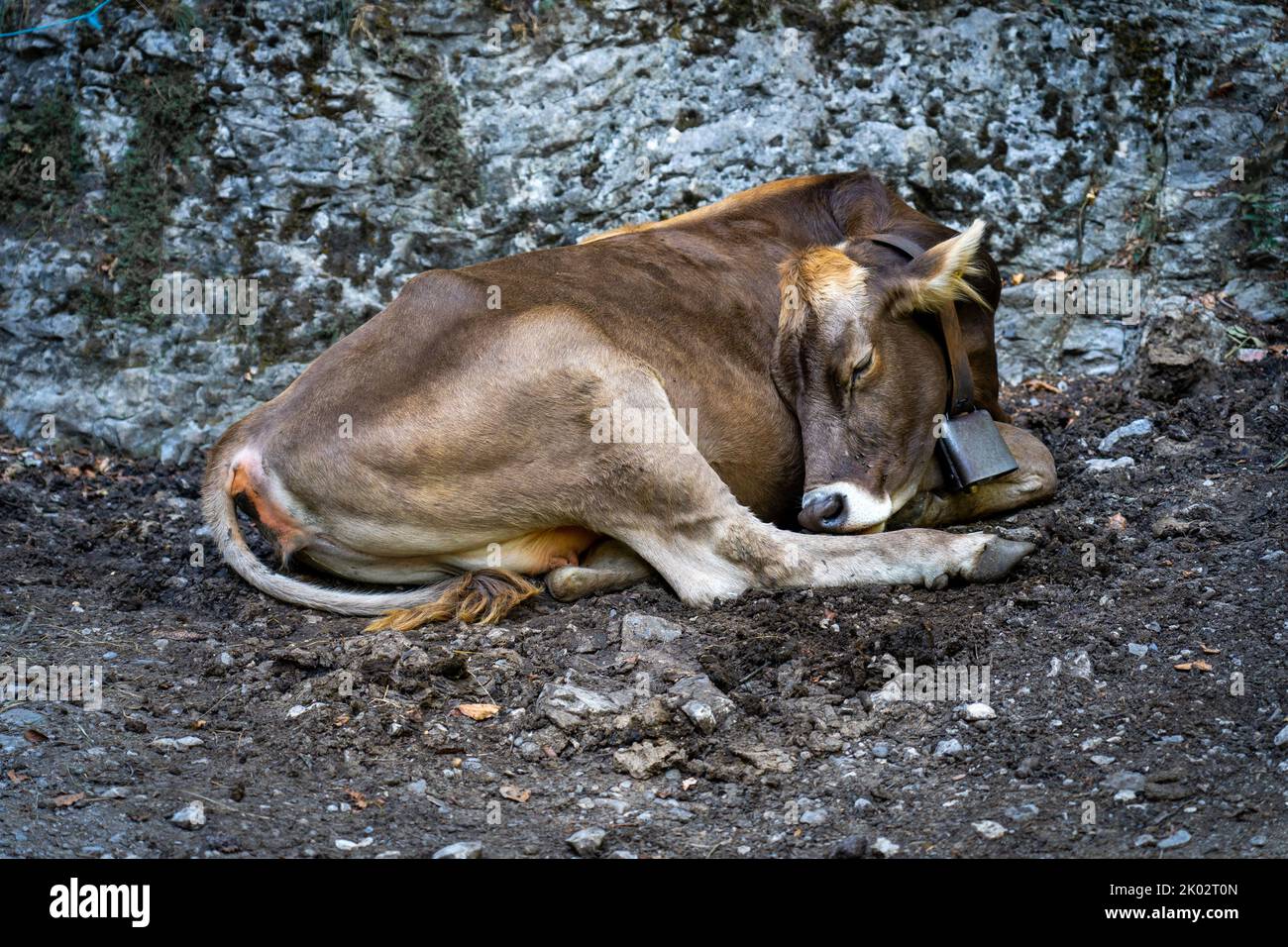A cow sleeping on a hiking trail Stock Photo - Alamy