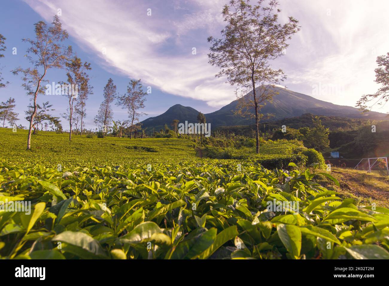 Tambi tea gardens hi-res stock photography and images - Alamy
