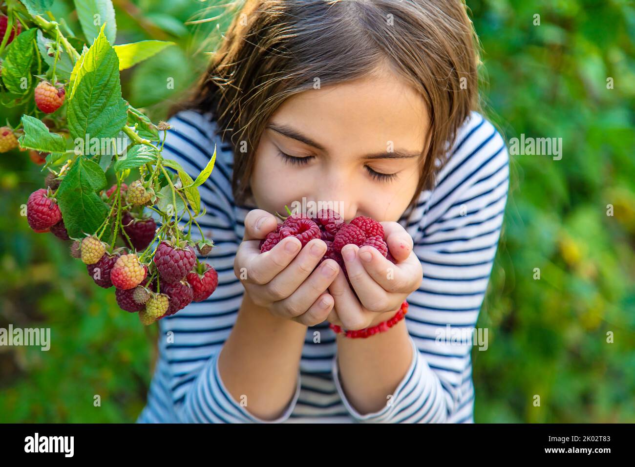 A child harvests raspberries in the garden. Selective focus Stock Photo ...