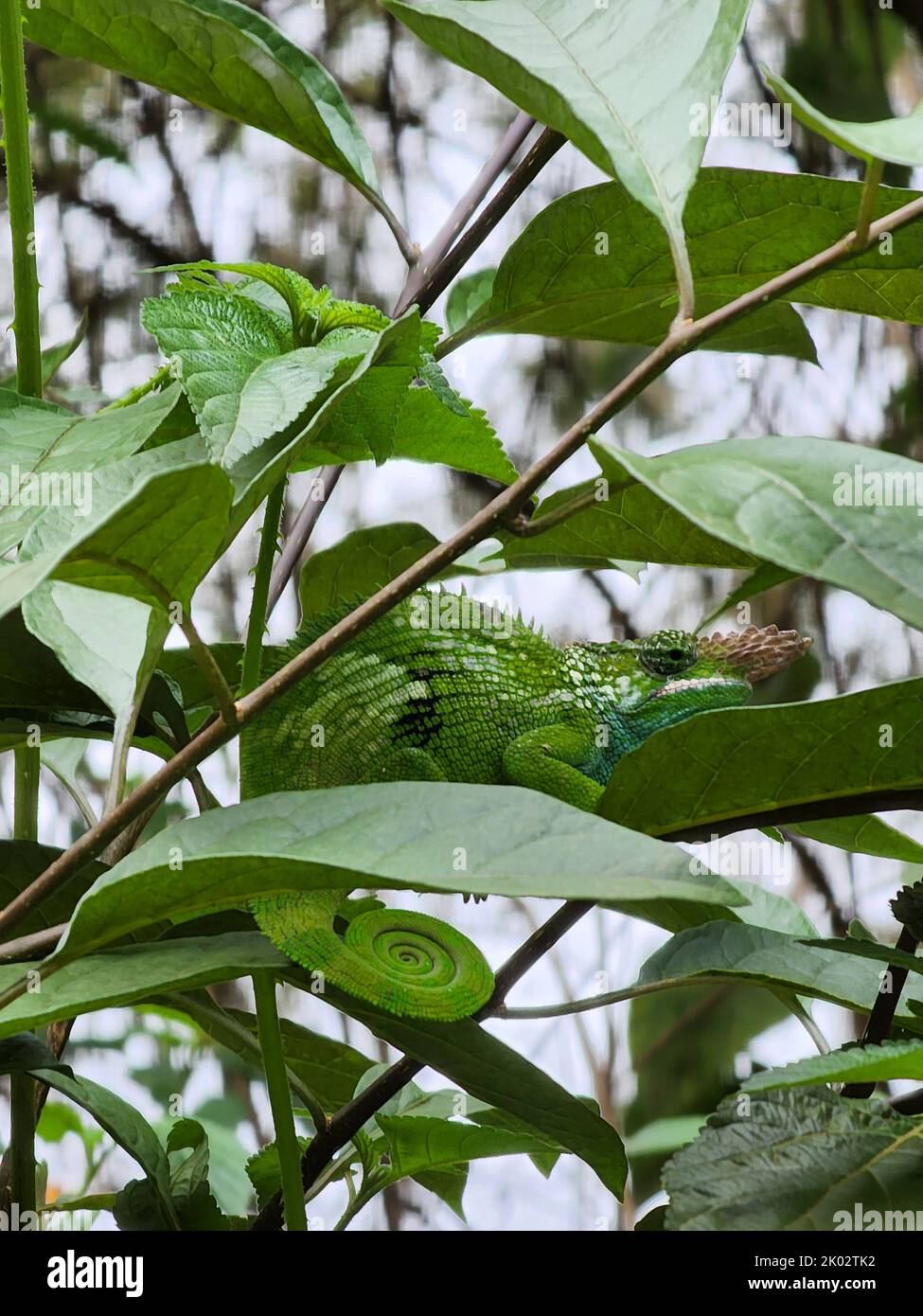 A vertical closeup of a green Chameleon on a branch of a tree in ...
