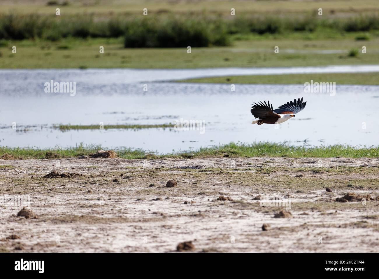 The African fish eagle flying over the lake shore Stock Photo - Alamy