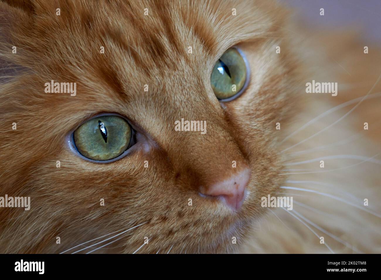 A closeup of an orange tabby cat face Stock Photo - Alamy