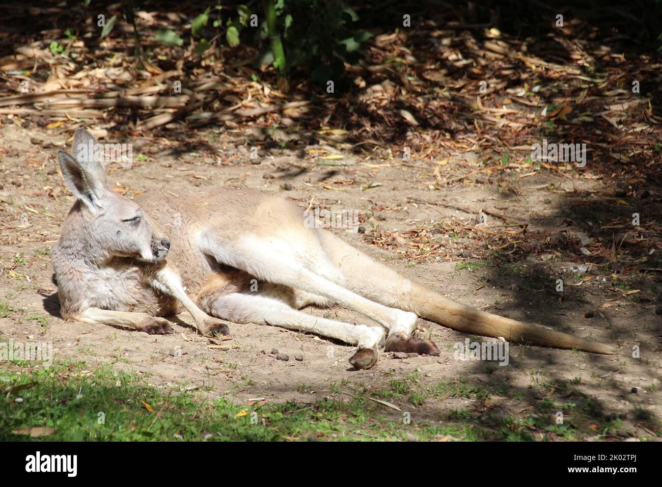 kangaroo in a zoo in france Stock Photo - Alamy
