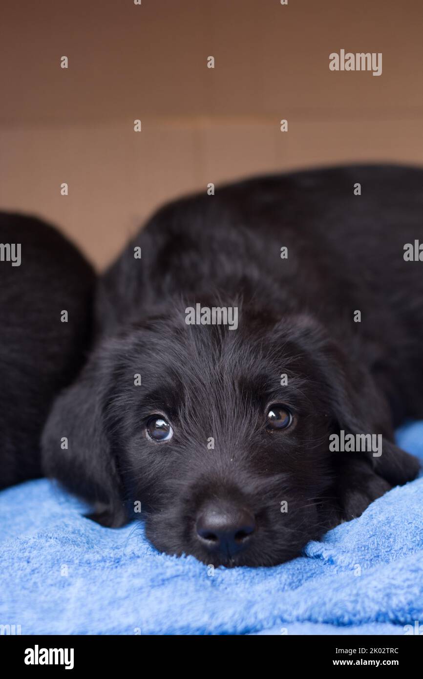 A vertical closeup of a cute Newfoundland dog with curious eyes laying ...