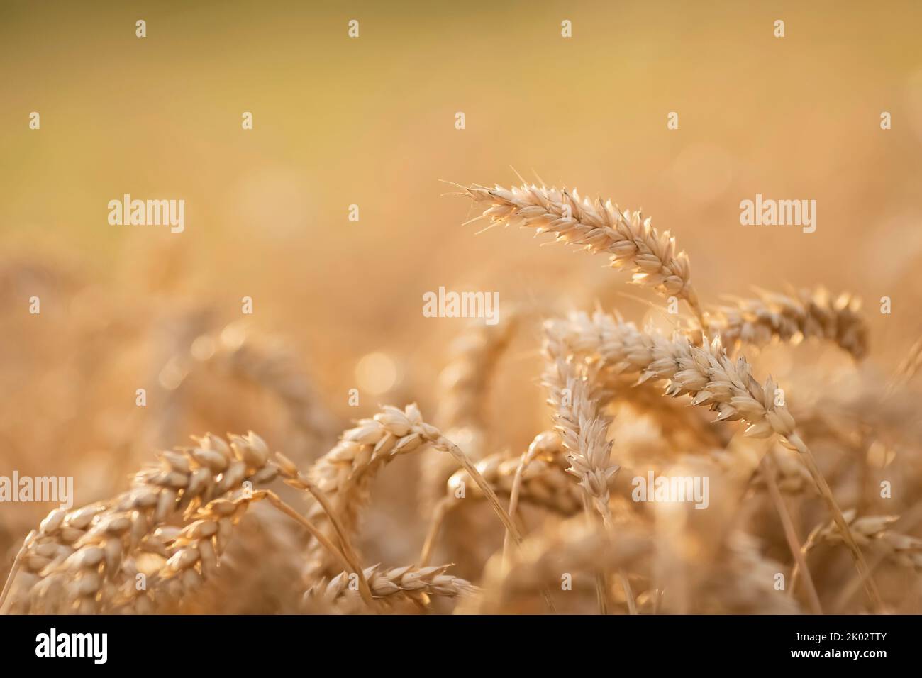 Wheat Field Close Up