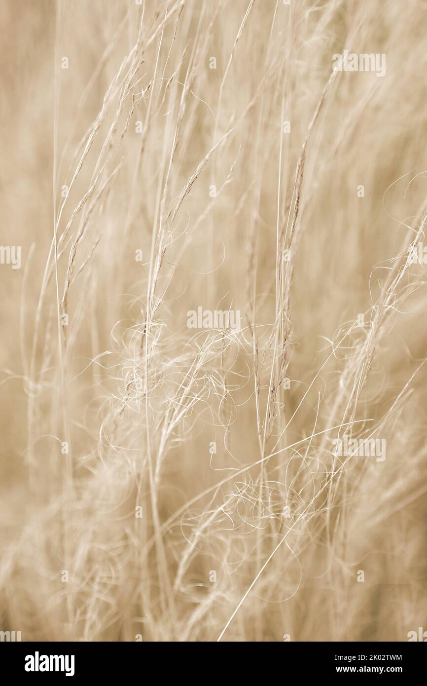 Dry fine grasses Stock Photo - Alamy