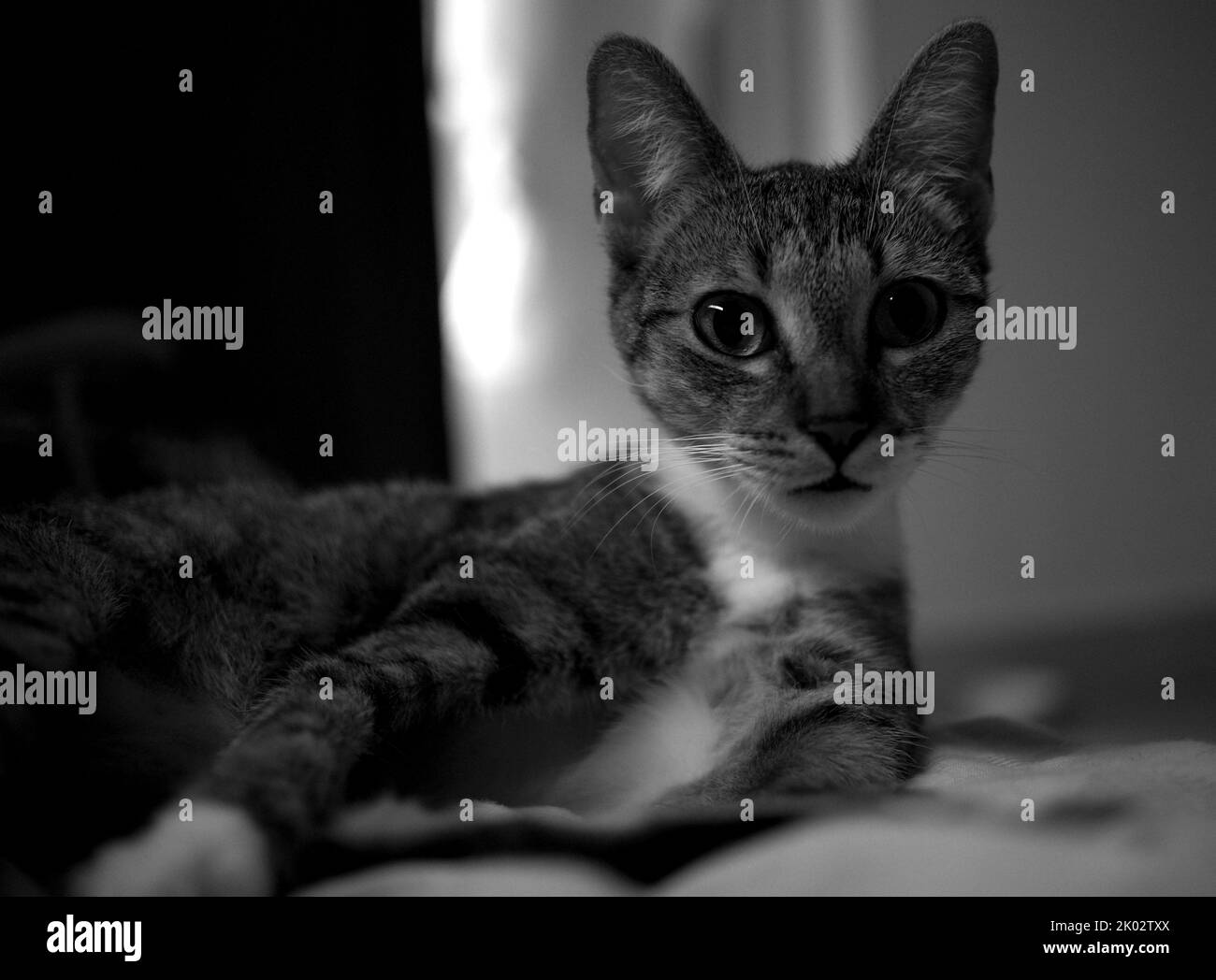 A greyscale shot of a tabby cat staring at the camera Stock Photo - Alamy