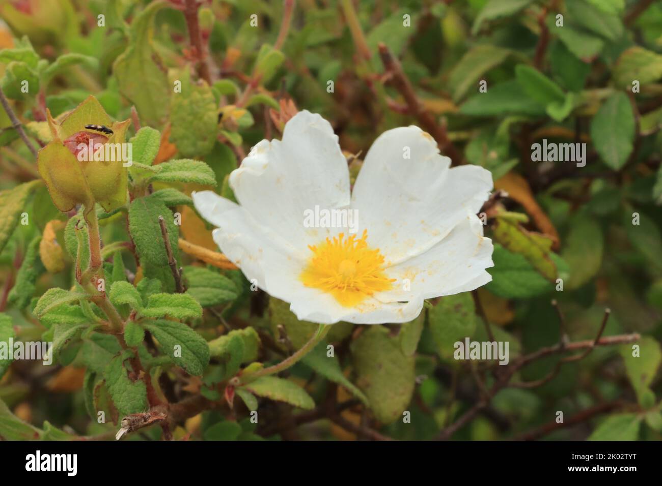 A closeup of a rosehip flower on a bush Stock Photo - Alamy