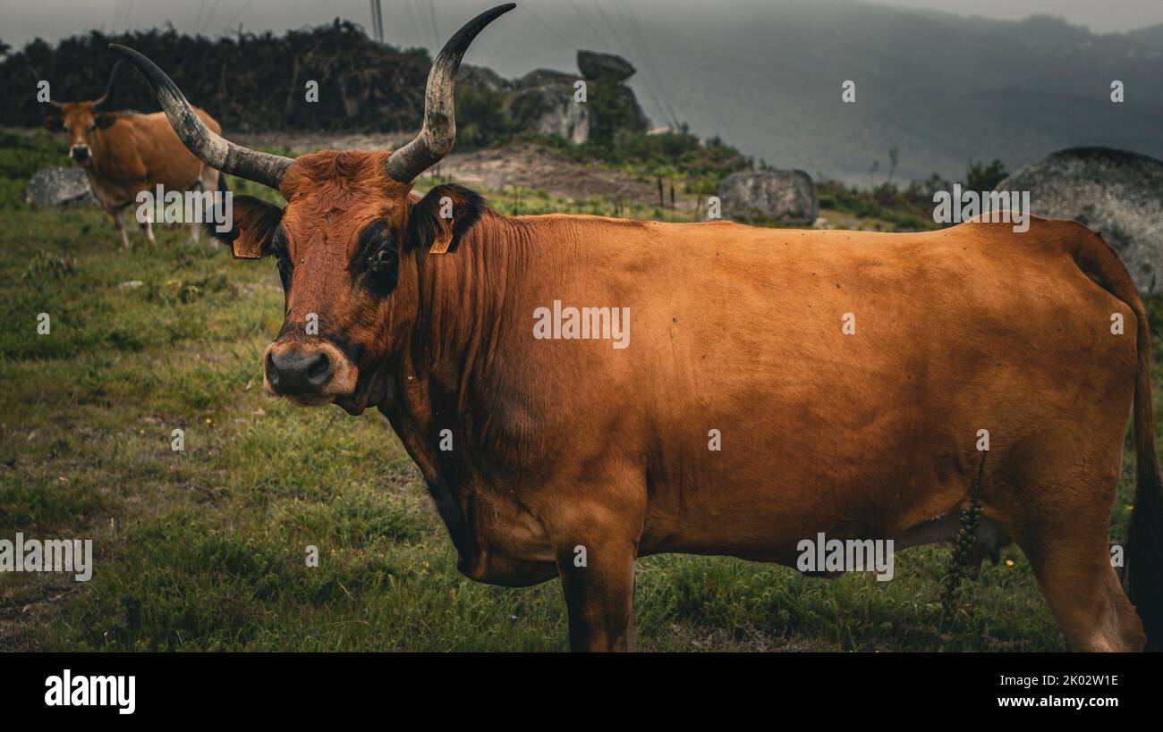 Cachena cattle hi-res stock photography and images - Alamy