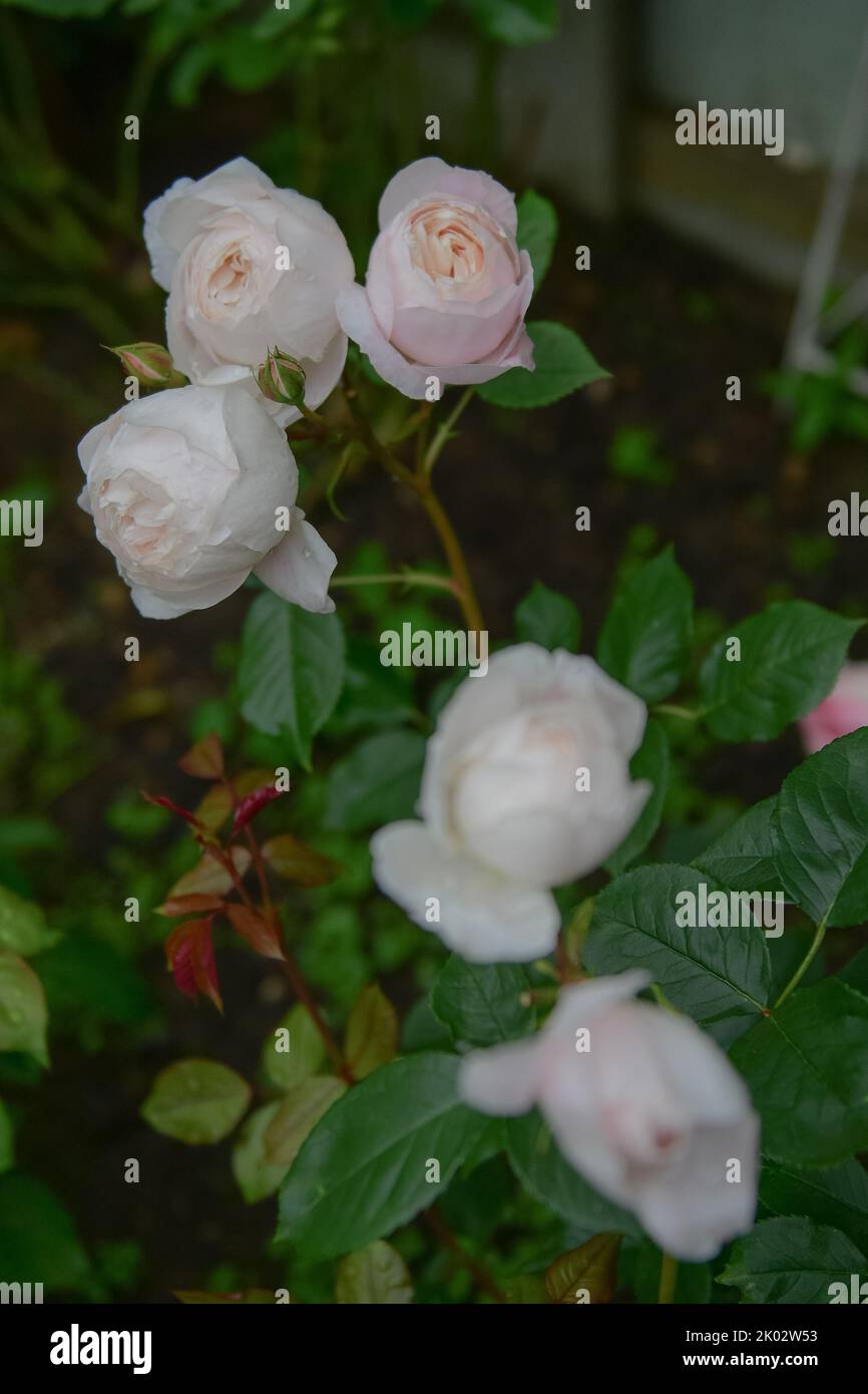 A vertical shot of beautiful white roses blooming in a garden Stock ...