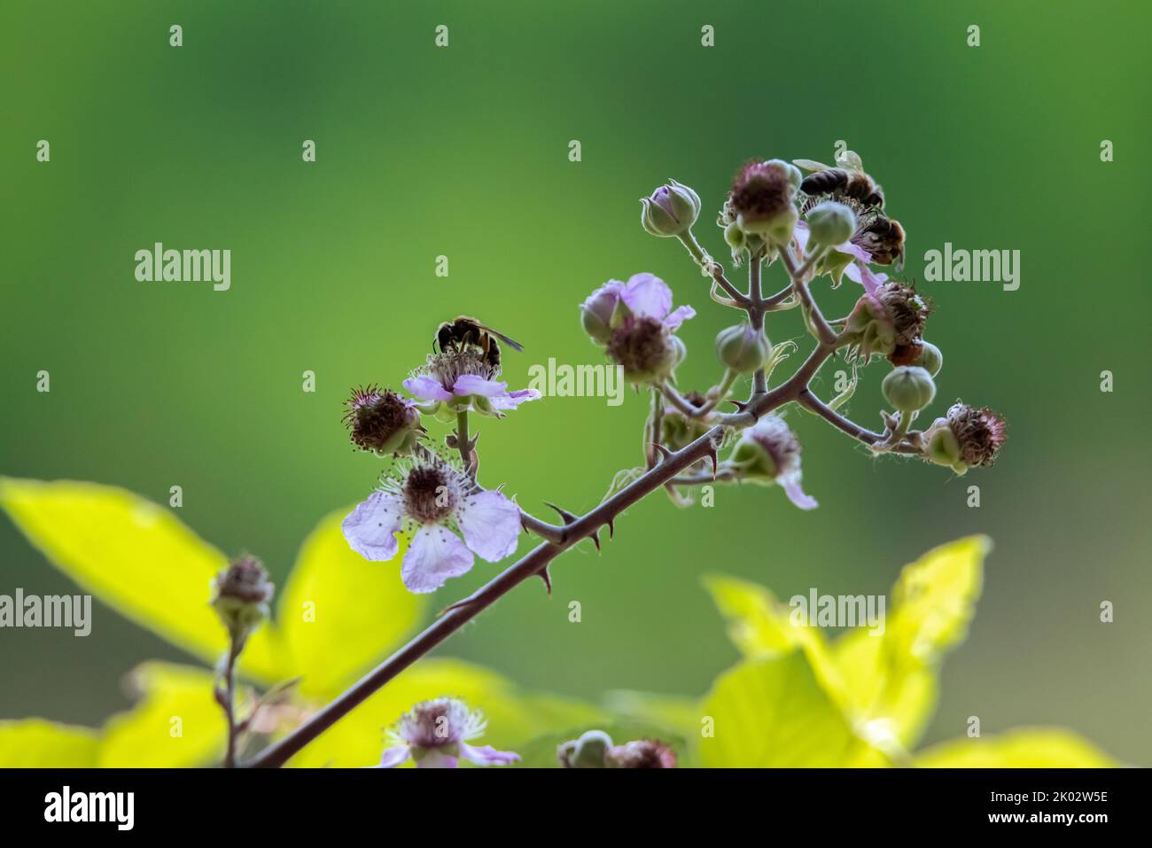 A closeup of a European Honey Bee (Apis Mellifera) on a flower Stock ...