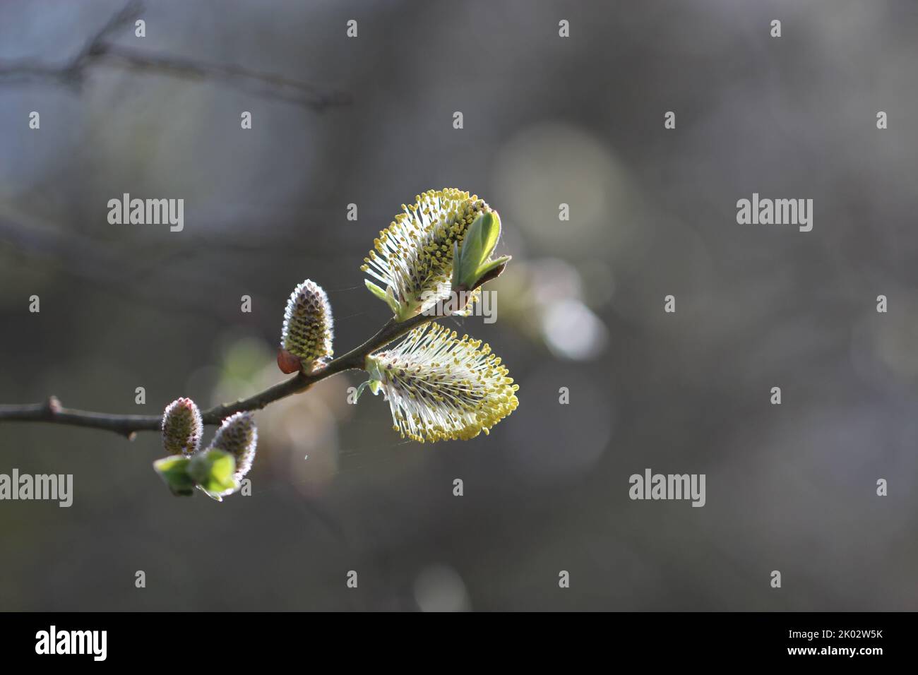 A closeup of catkins on a branch Stock Photo - Alamy