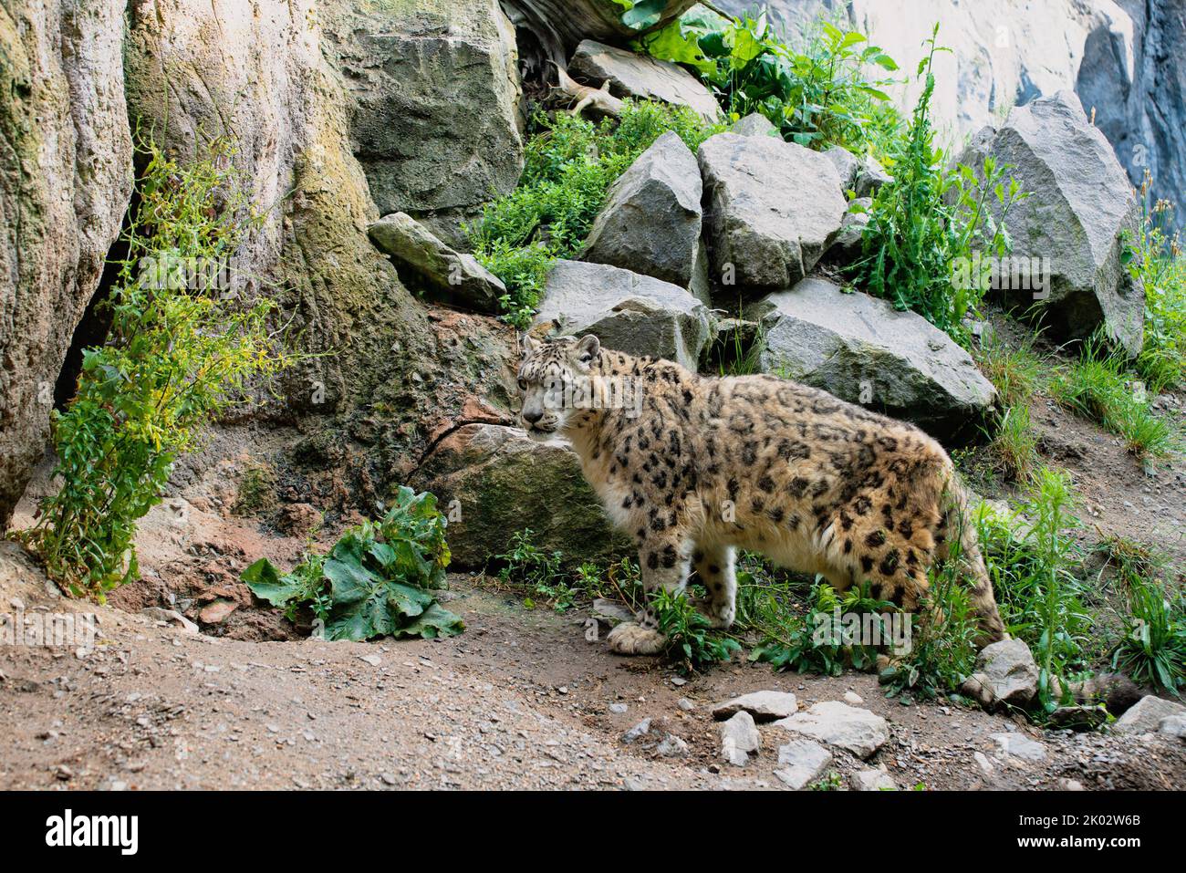 The snow leopard standing near rocks. Panthera uncia Stock Photo - Alamy