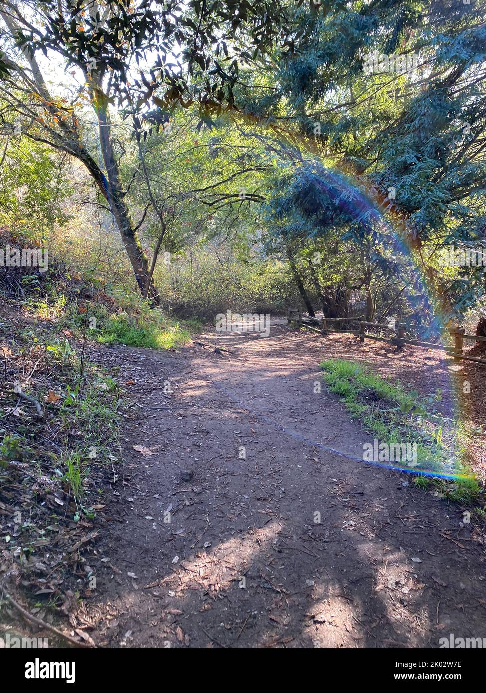 Samll tree hi-res stock photography and images - Alamy