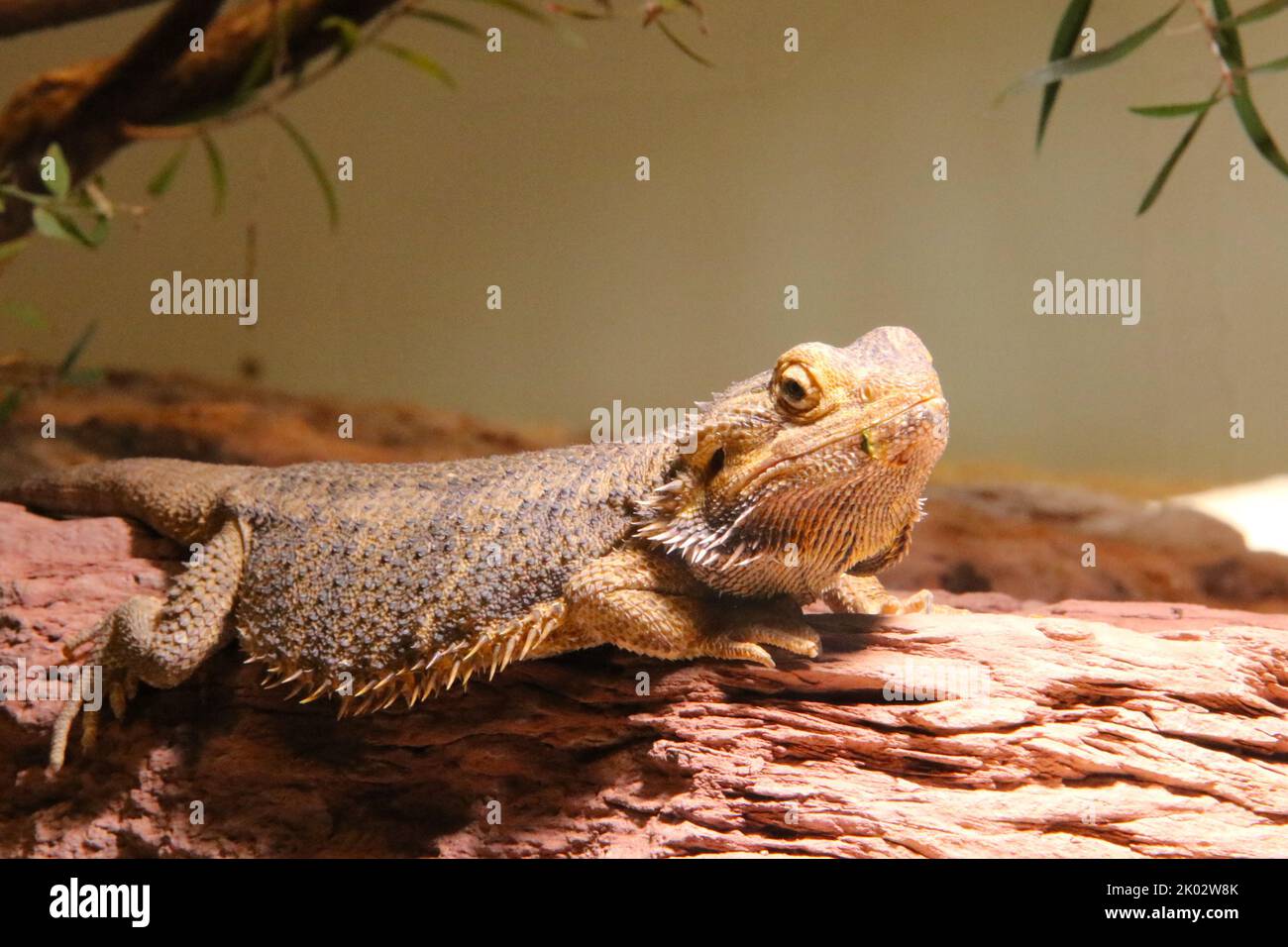 A central bearded dragon (Pogona vitticeps) on a tree log Stock Photo ...