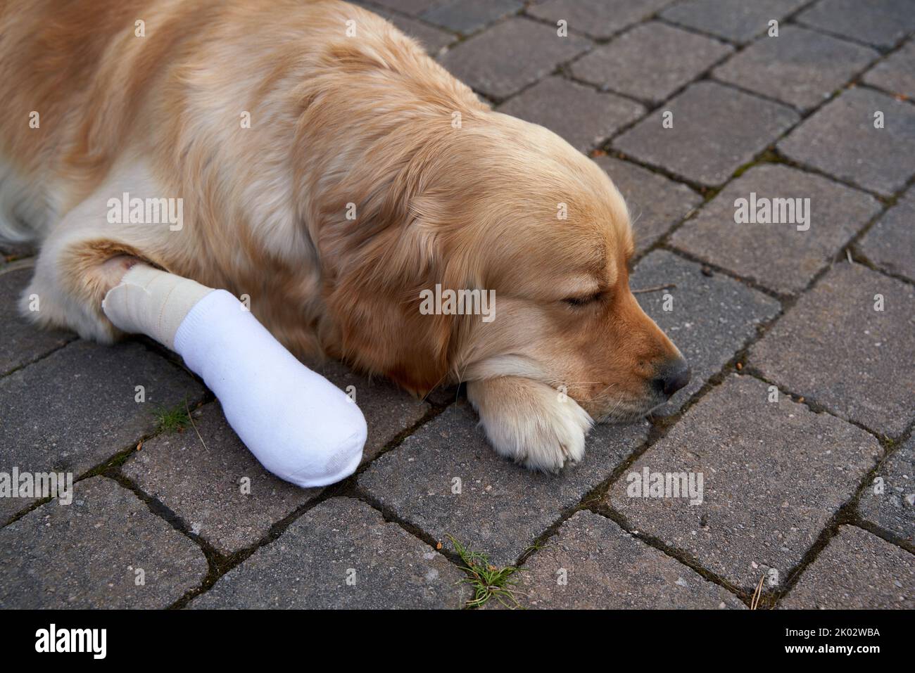 An adorable female golden retriever with a bandaged paw sleeping right ...