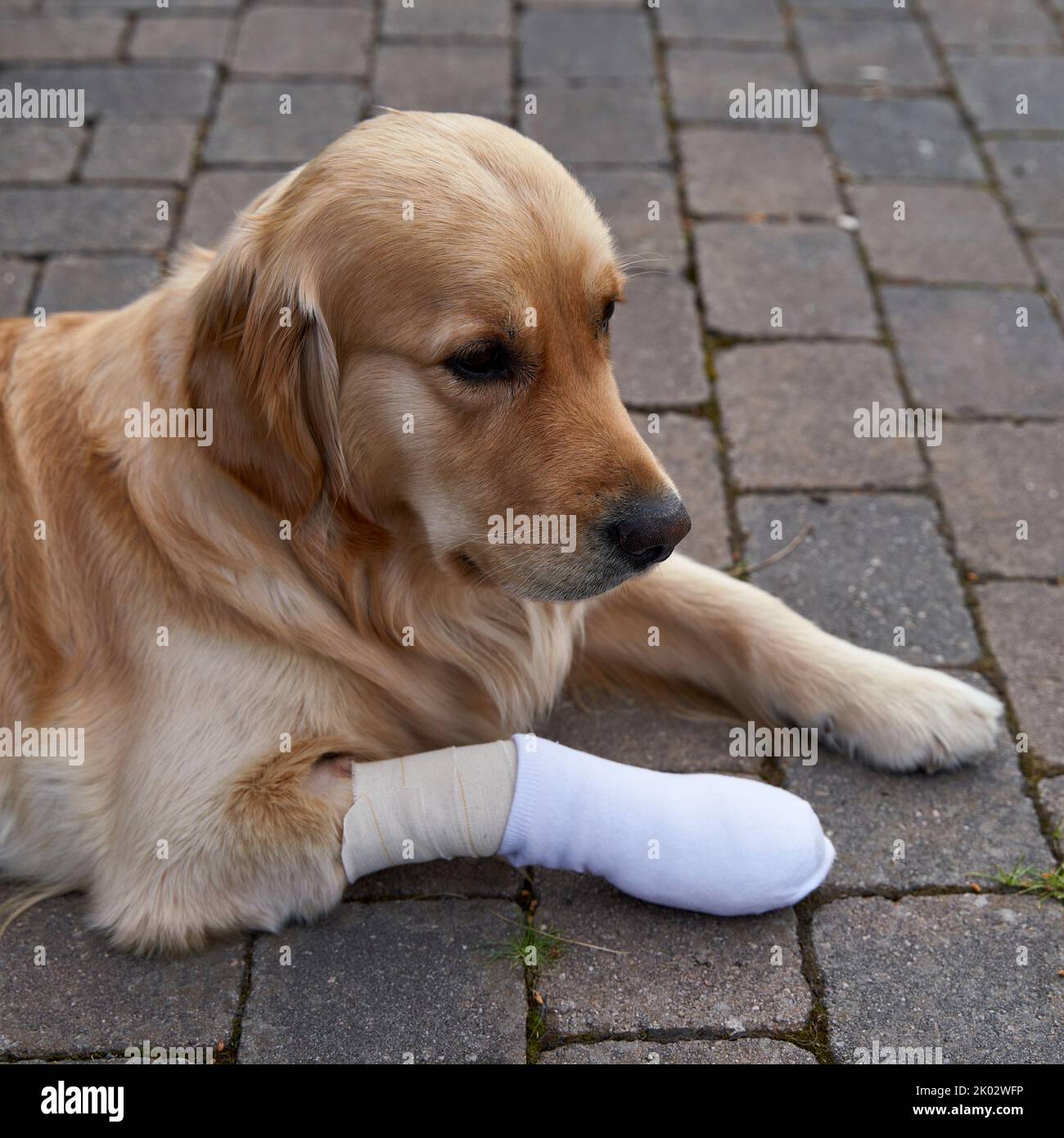 An adorable female golden retriever with a bandaged paw right after the ...