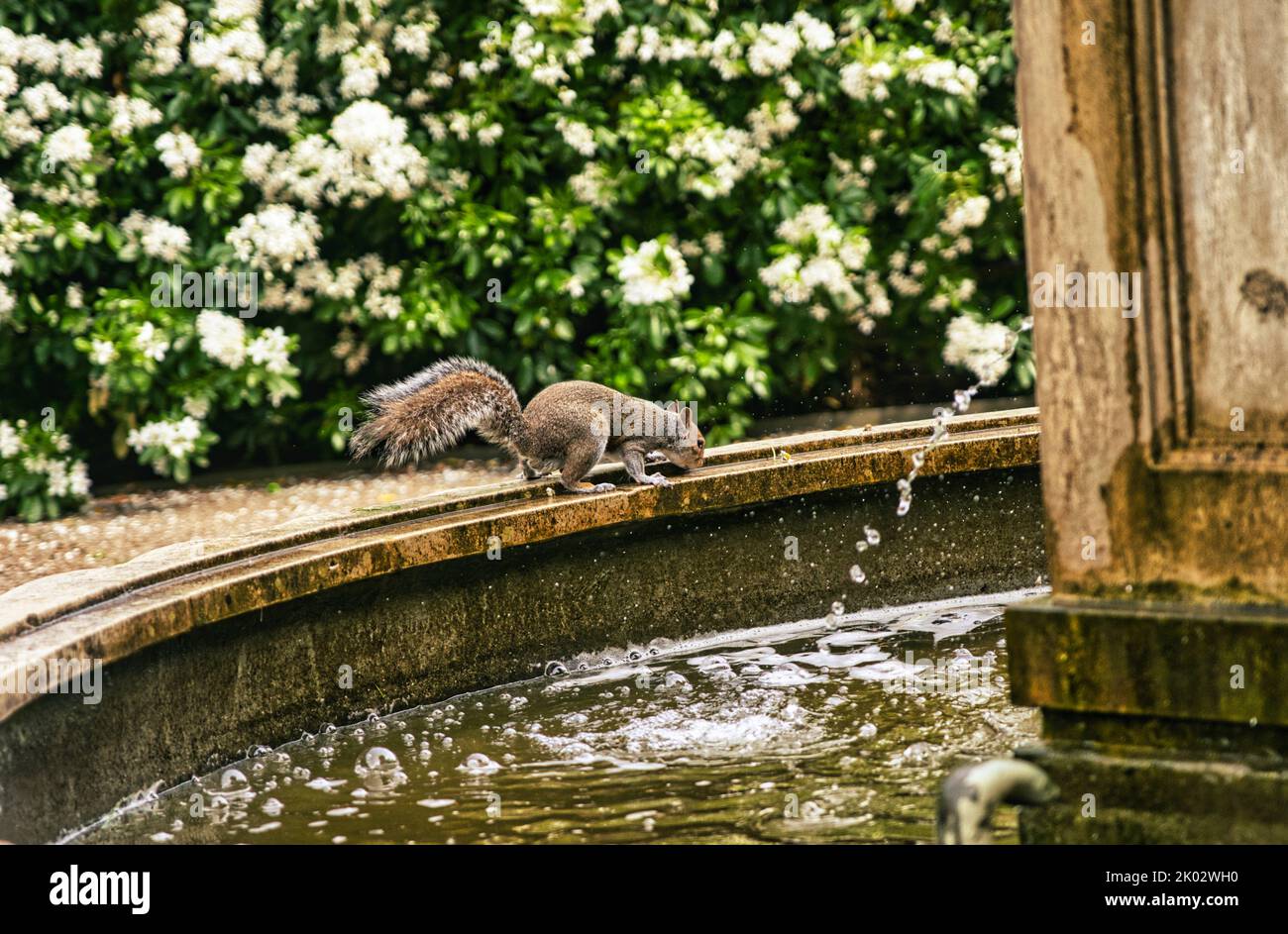 Squirrel water fountain hi-res stock photography and images - Alamy