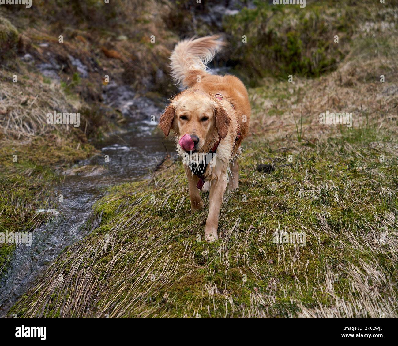 An adorable wet golden retriever dog walking by a creek Stock Photo - Alamy