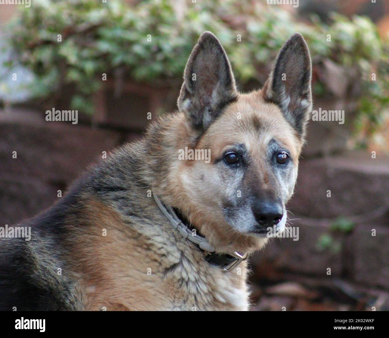 A portrait of a female German Shepherd with a collar outdoors Stock ...