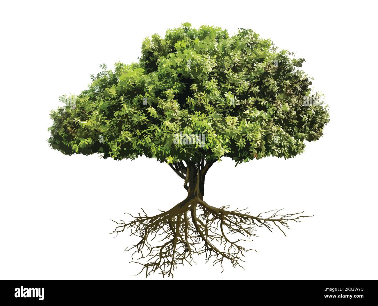 A green tree with roots isolated on white background. Tree sample for ...