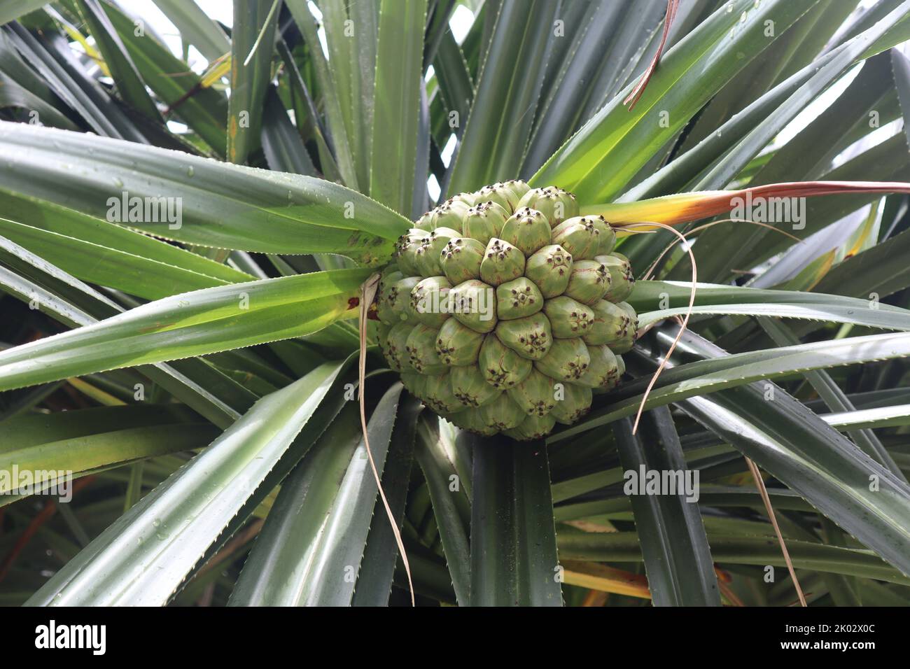 A Pandanus fruit in the garden of Hawaii Stock Photo - Alamy