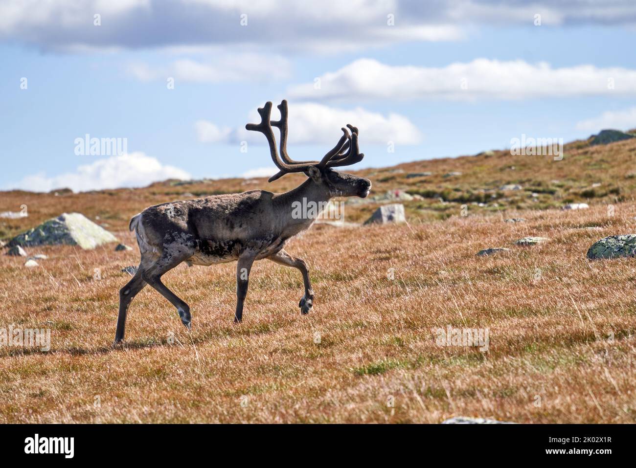 A Norwegian reindeer bull (Rangifer tarandus tarandus) running on the ...