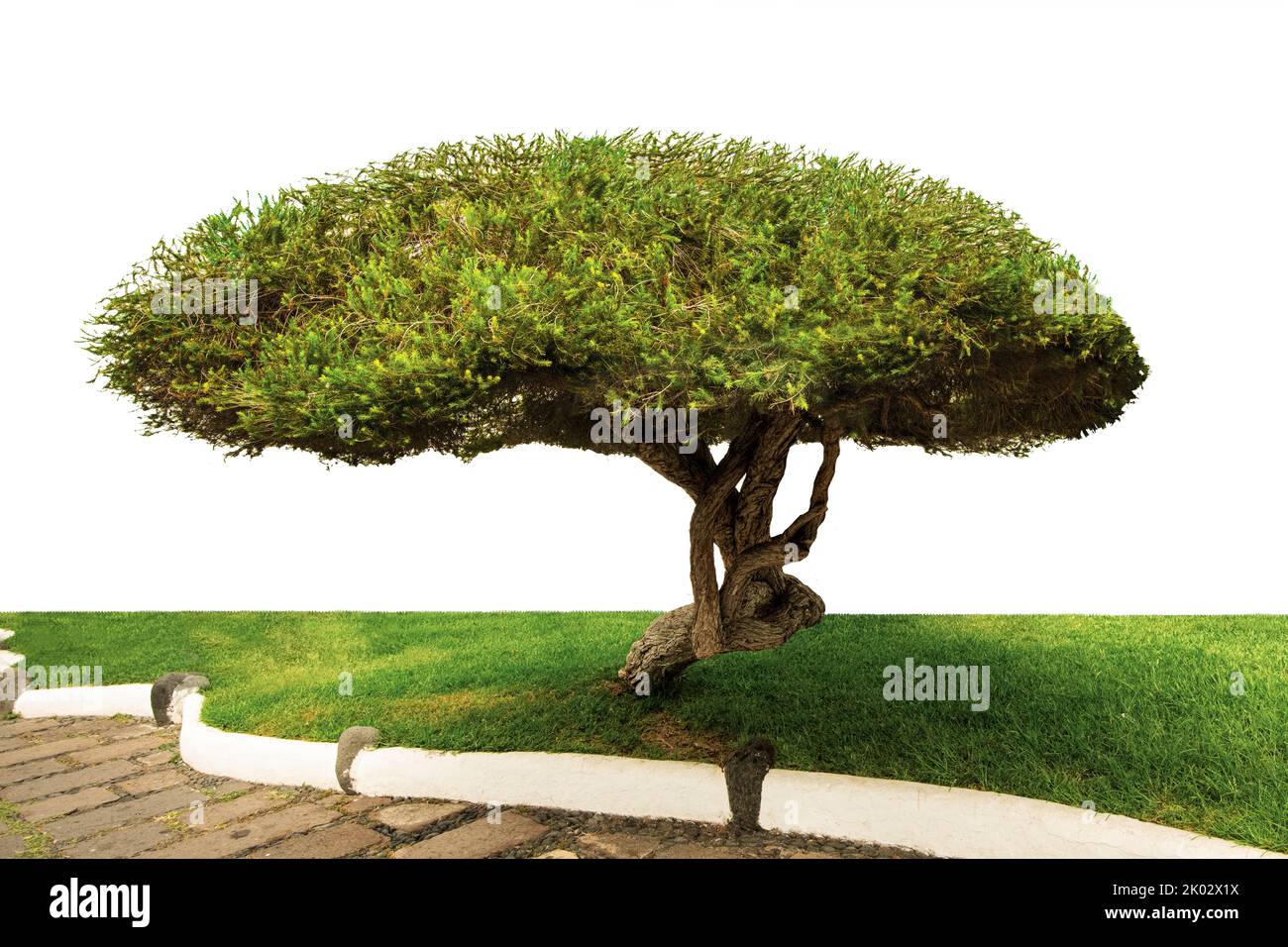 A green tree in the garden isolated on white background. Pinus pinea ...