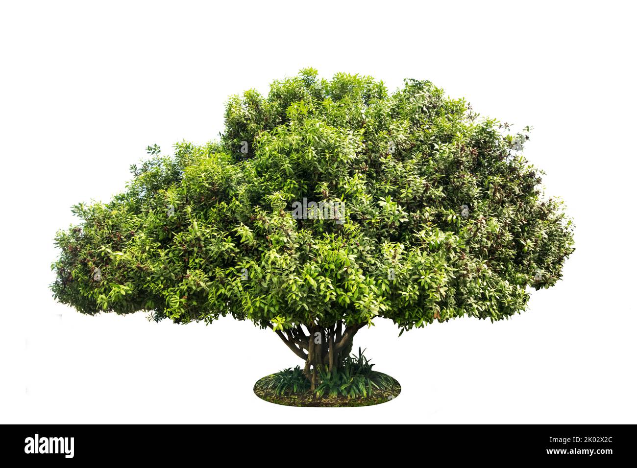 A green tree isolated on white background. Tree sample for patterns ...