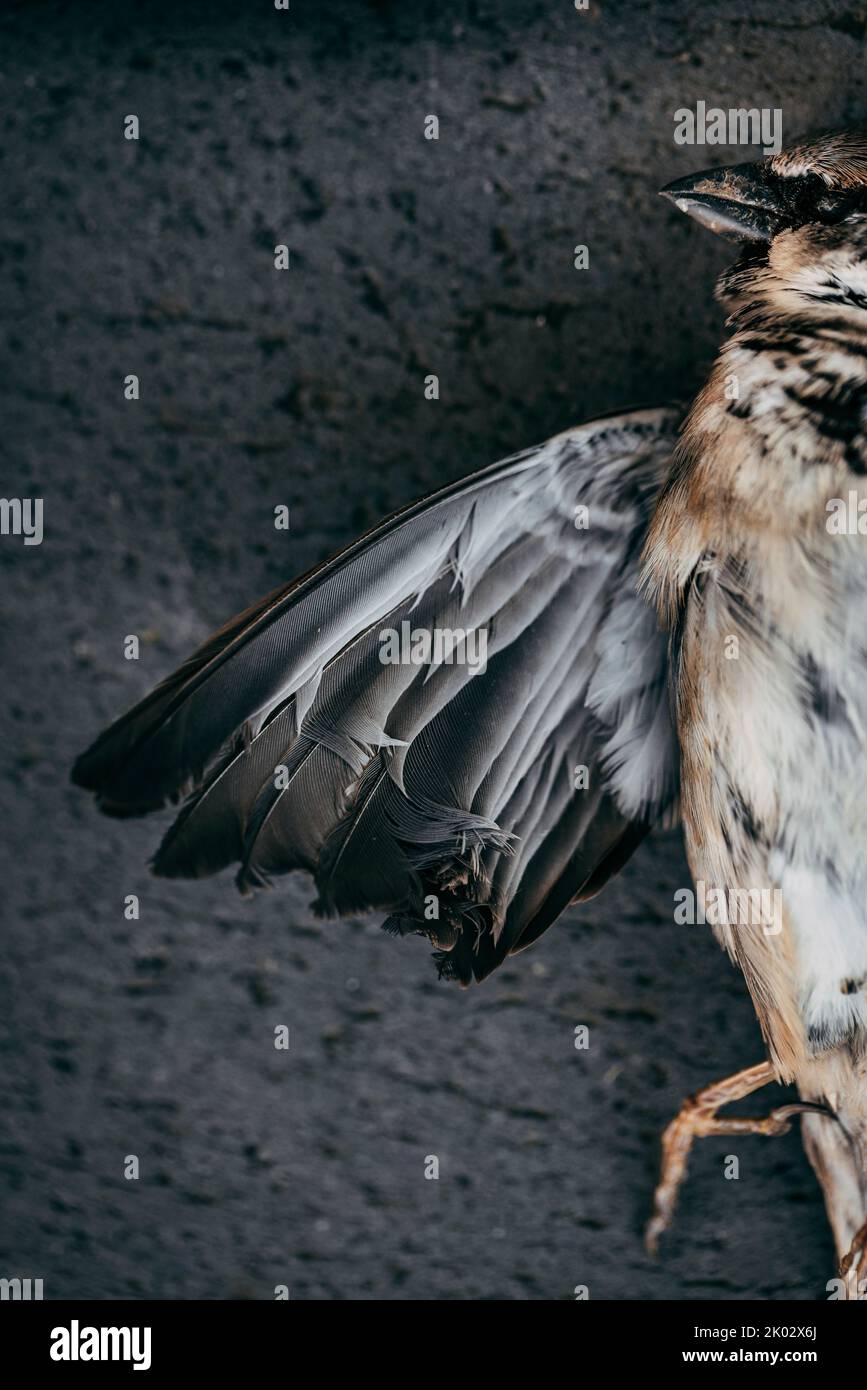 Detail of dead sparrow Stock Photo - Alamy