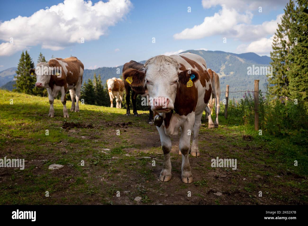 Germany, Bavaria, Upper Bavaria, Alps, dairy cows on green mountain ...