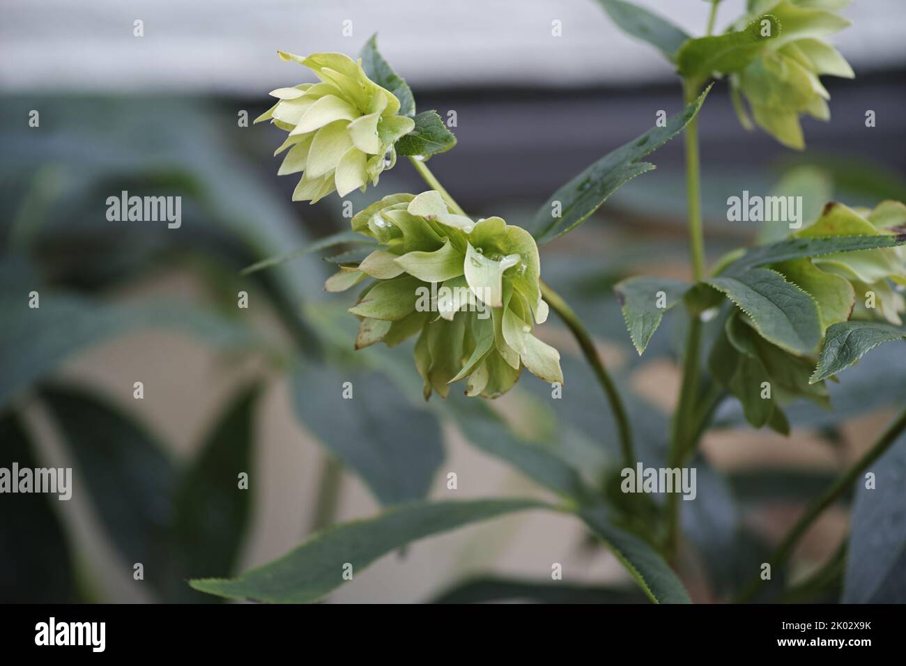 A closeup shot of stinking hellebores on the blurry background Stock ...