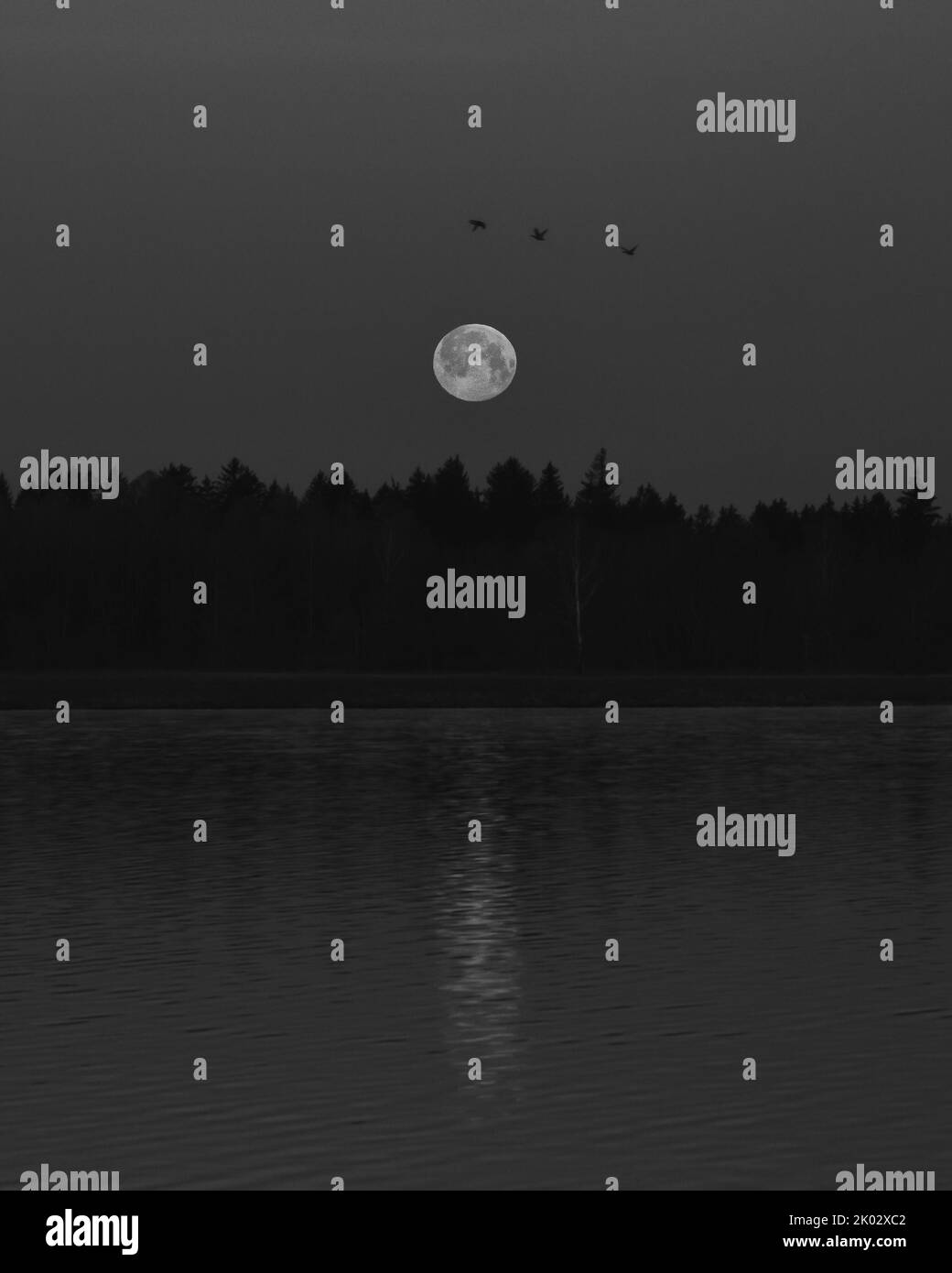 A dramatic scenery of a night landscape with a forest and the moon ...