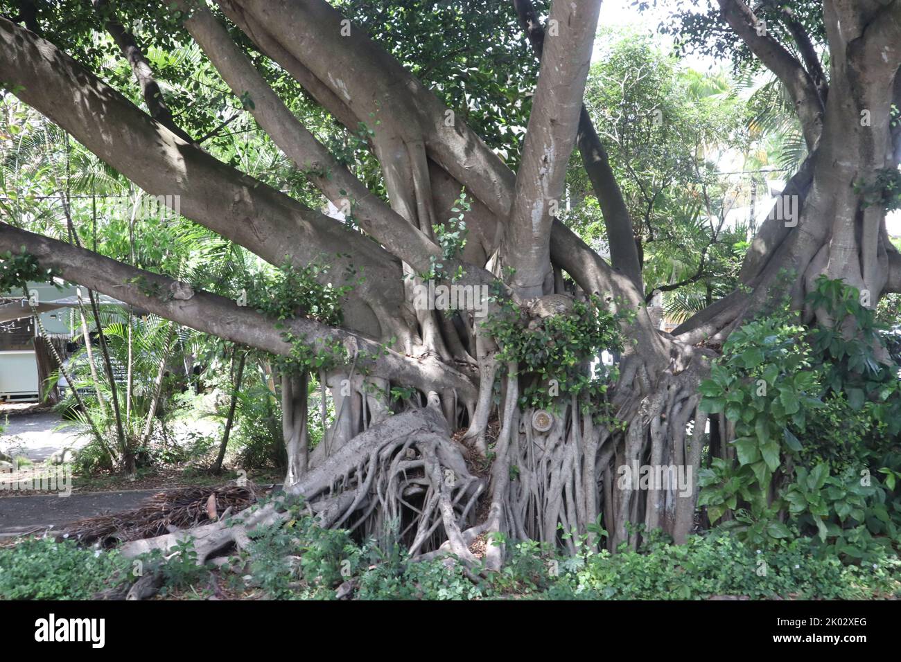 The large banyan tree on the Hawaiian island of Oahu Stock Photo - Alamy