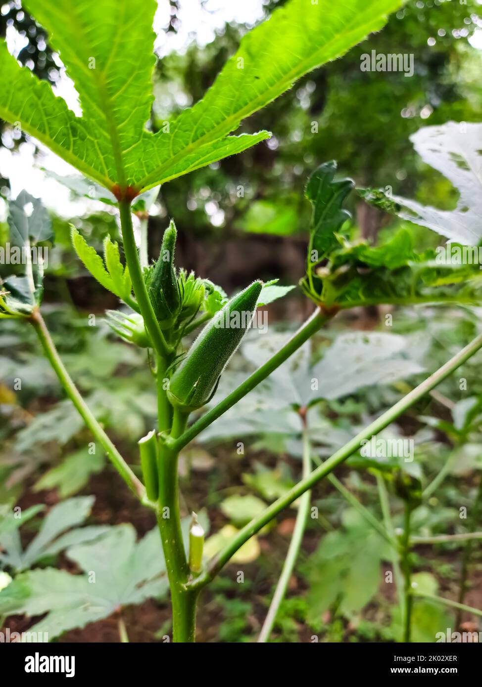 Ochros hi-res stock photography and images - Alamy