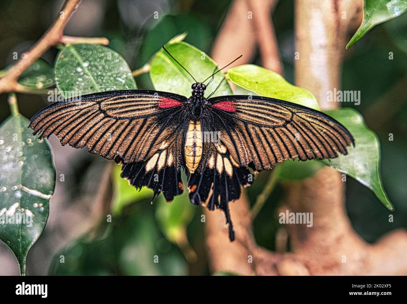A macro of a swallowtail butterfly Stock Photo - Alamy