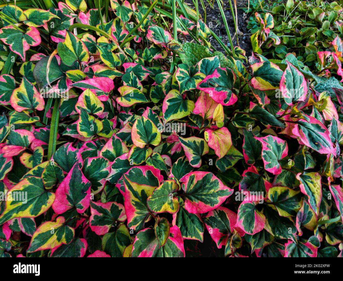 A scenic view of colorful chameleon plant leaves in a garden in ...